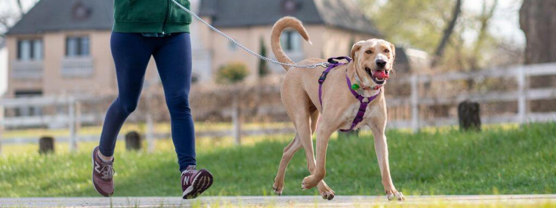 Walks Are More Than Just For Wags: The 5 Benefits Of Walking Your Dog ...